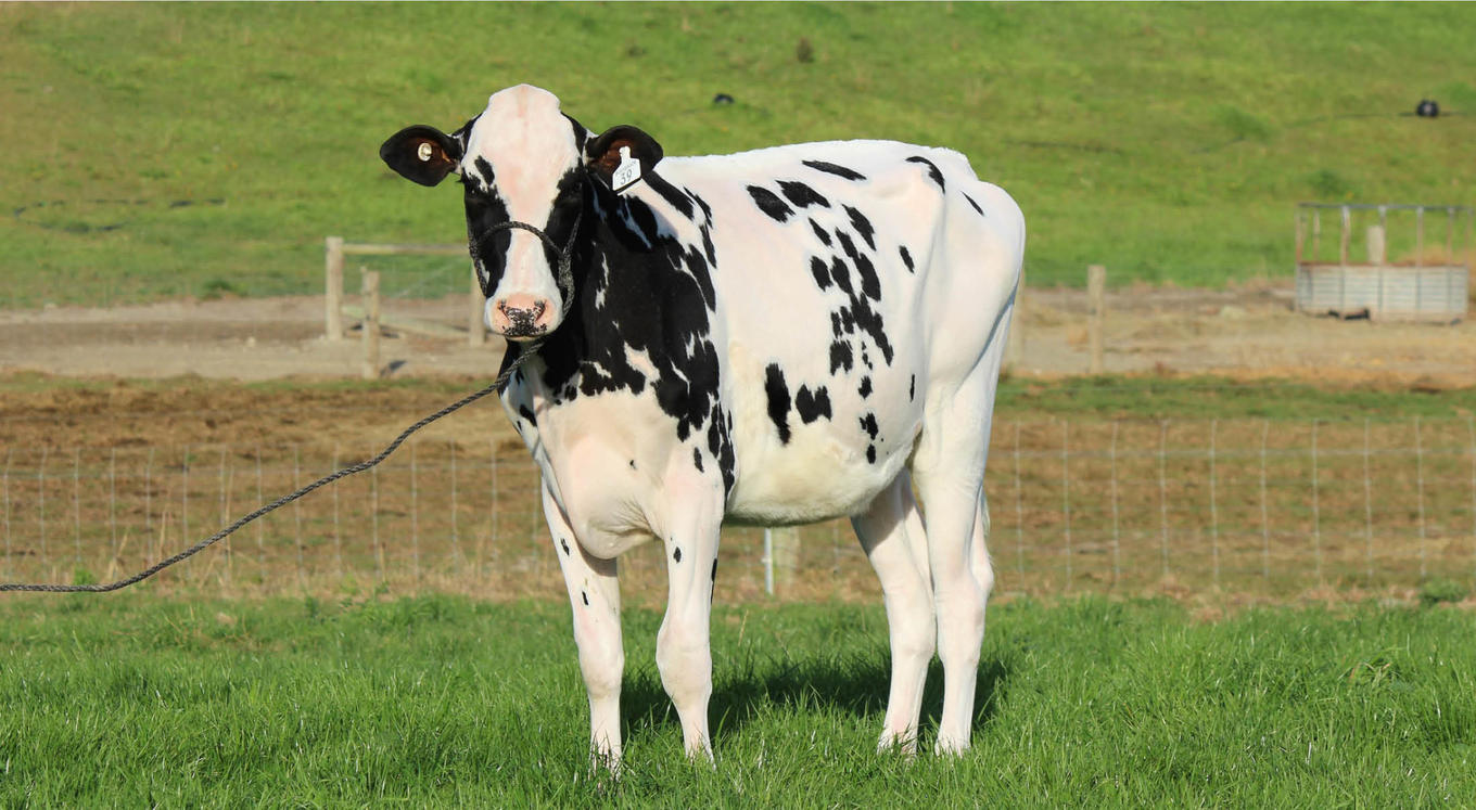 Busybrook dairy cow sale turns over $1.266 million | PGG Wrightson